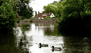 South Pond Group – Bringing Life Back to South Pond and Jubilee Path